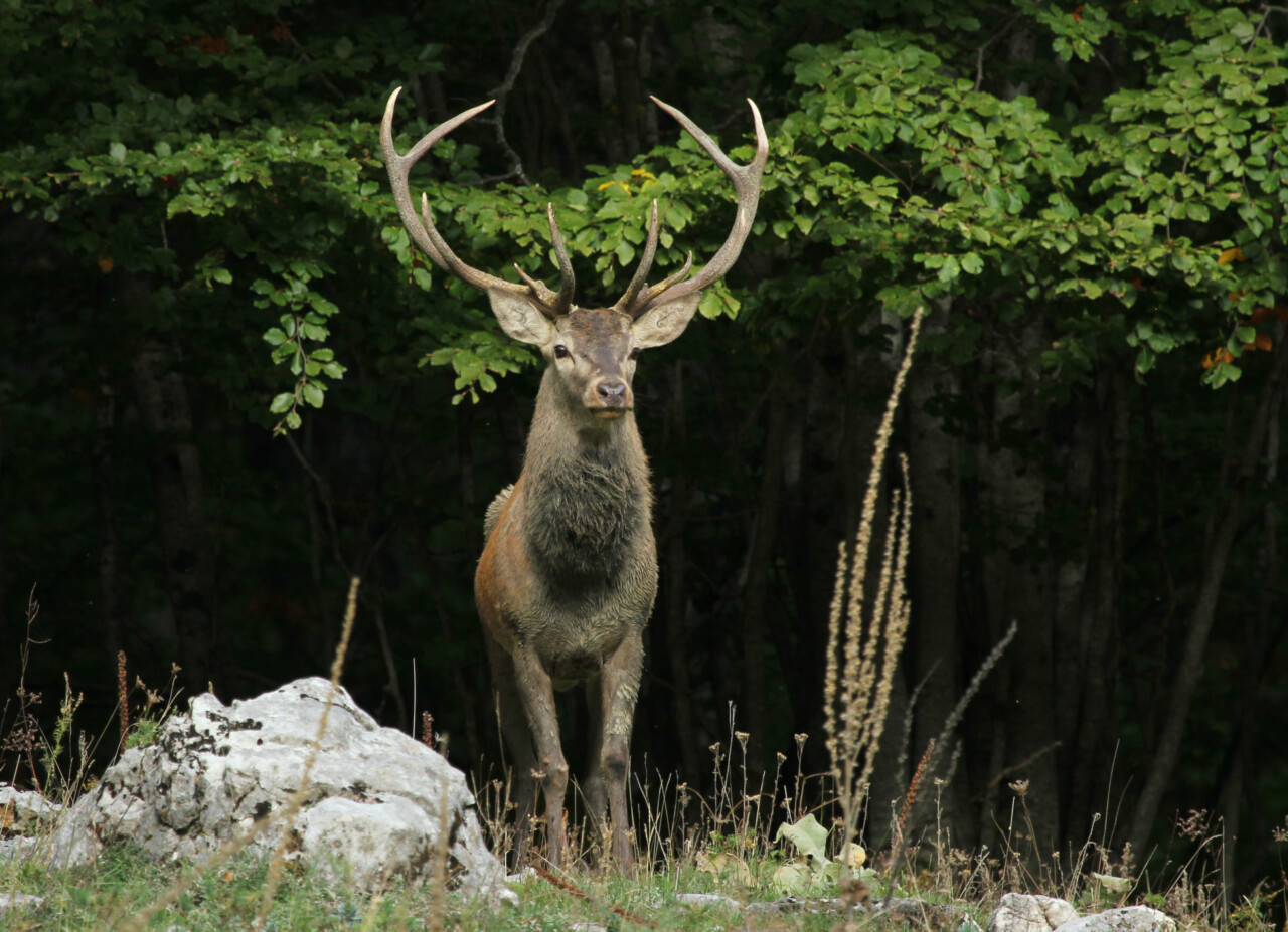 La vita di un cervo nel parco dei Sibillini | Cronache Ancona