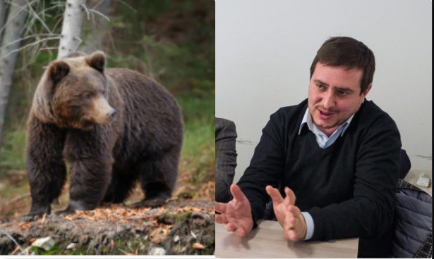 Un orso “passeggia” sulla Salaria | Cronache Ancona