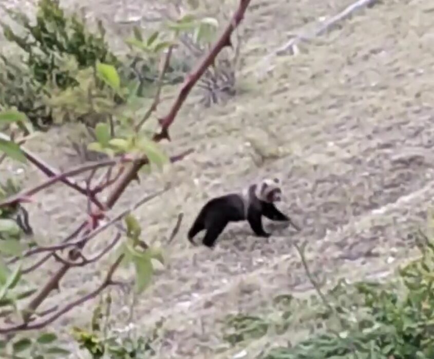 Orso avvistato sui Sibillini da una guida: «L’ho ripreso a distanza di ...