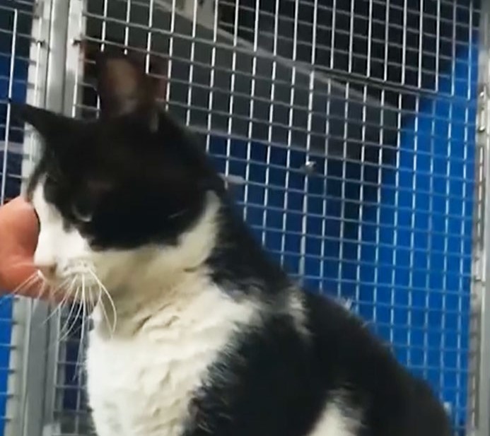 Gattile comunale a rischio: la struttura è senza fondi | Cronache Ancona