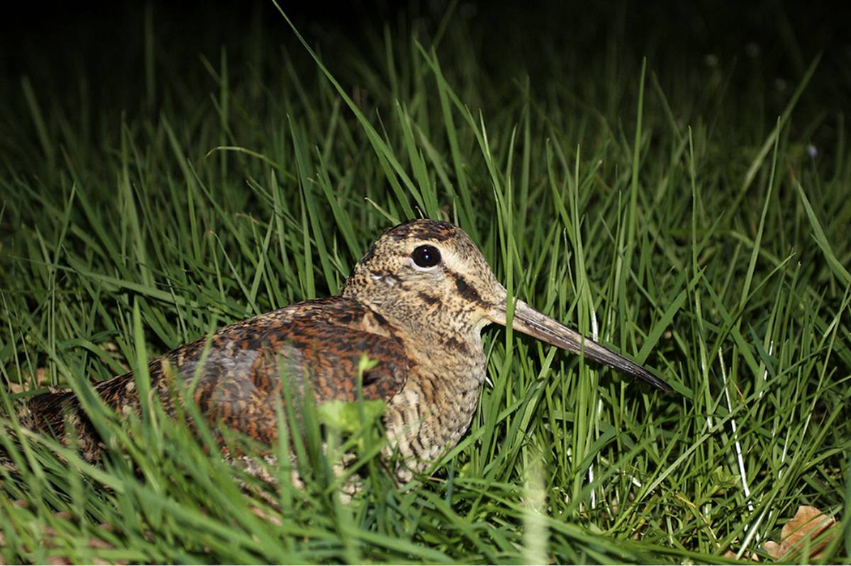 Gli affascinanti e importanti viaggi della Beccaccia e migratori sul ...