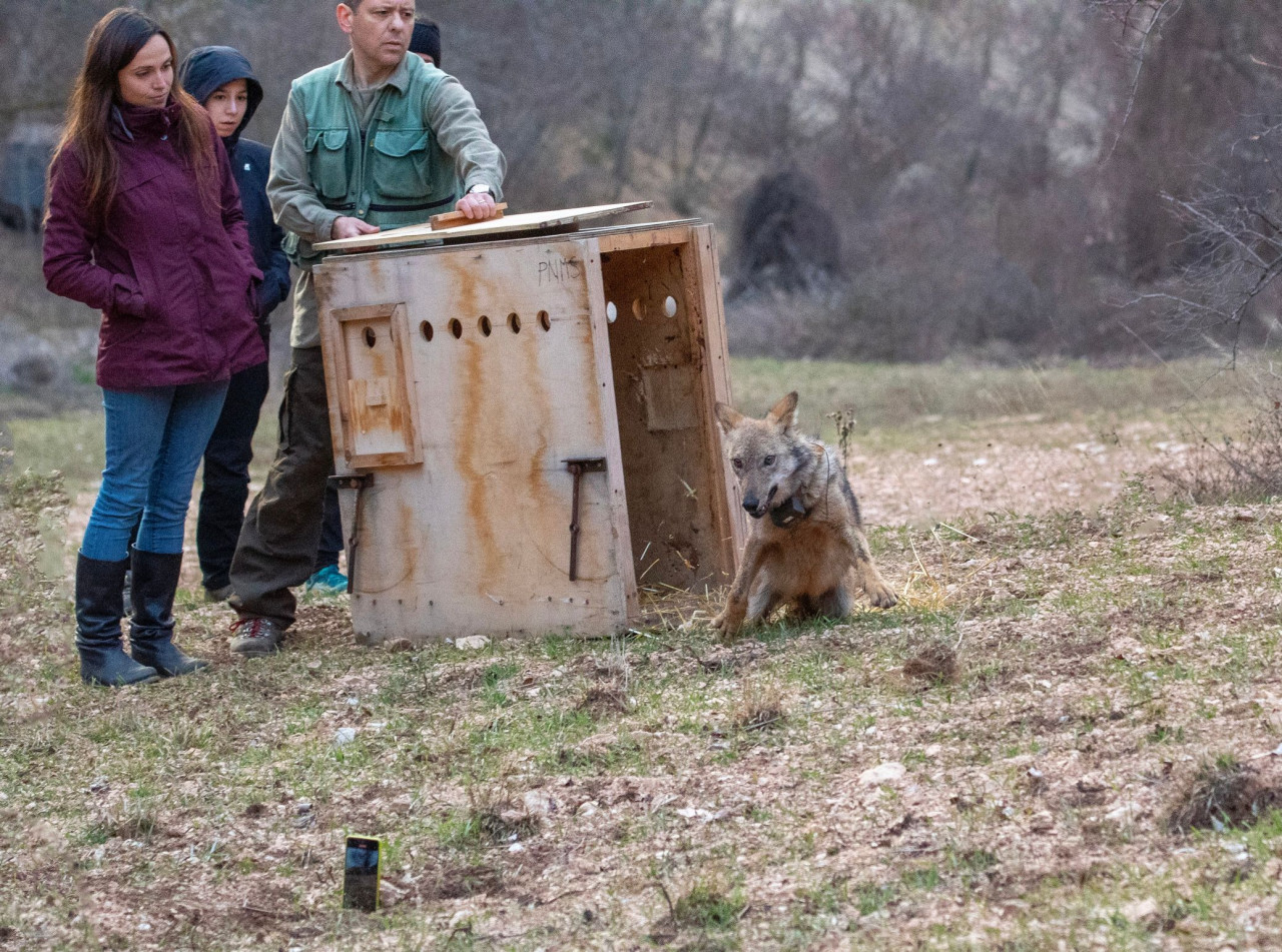 Era debilitata a causa della rogna, la lupa Sibilla torna alla natura ...